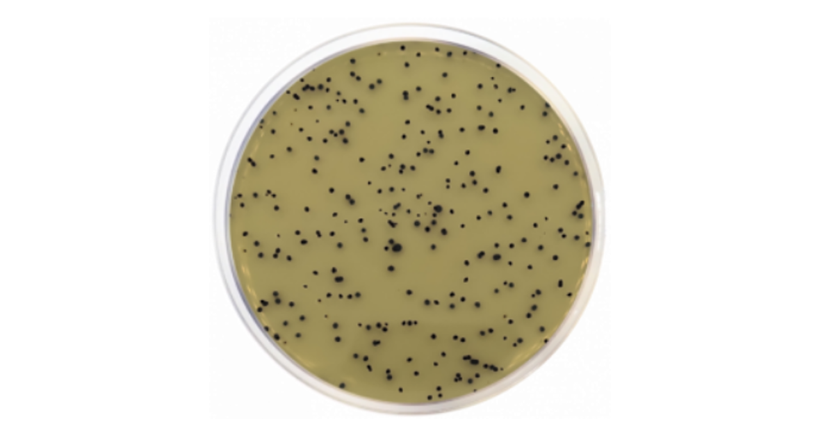 Agar s tryptózou, siřičitanem a cykloserinem (TSC Agar) | BioVendor LM