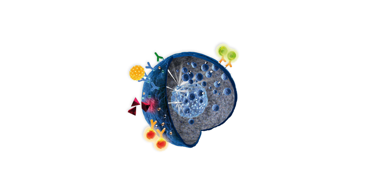 Flow-CAST (Basophil Activation Test, whole blood) | BioVendor LM